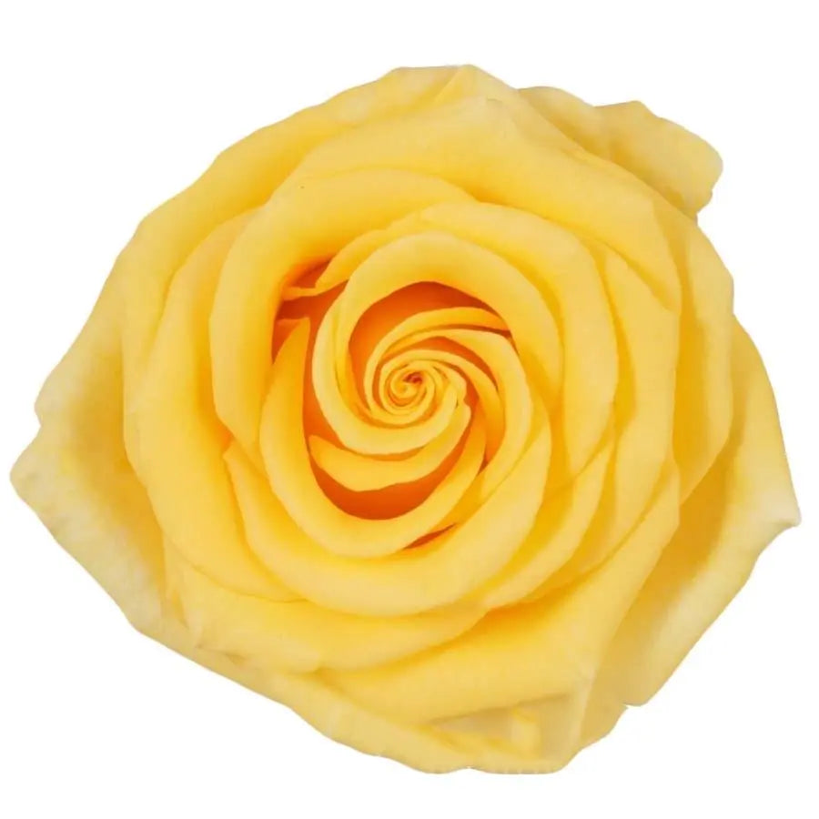 Rose Sonrisa - 100 Stems – PetalDriven