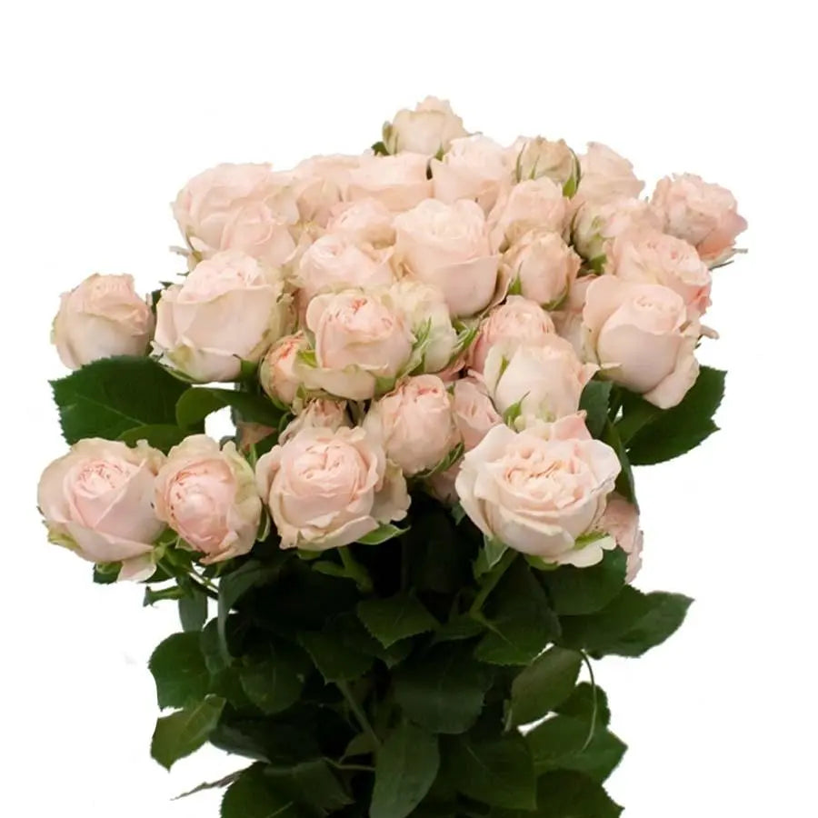 Spray Rose Bombastic - 20 Stem Bunch - PetalDriven