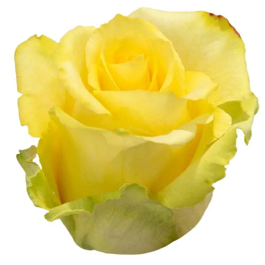 Focal Flowers - PetalDriven – Page 5