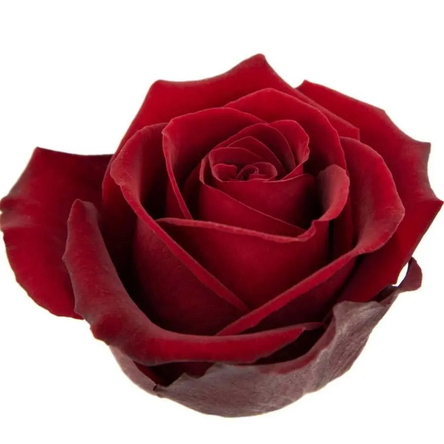 Rose Tinto - 100 Stems - PetalDriven