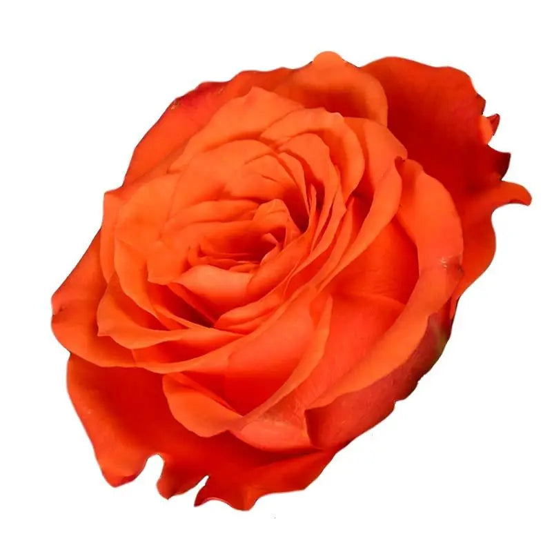 Rose Tabasco - 40 Stem Bunch - PetalDriven