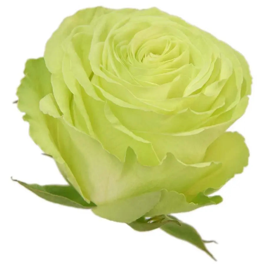 Rose Wasabi - 100 Stems - PetalDriven