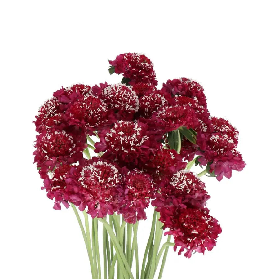 Scabiosa Raspberry Scoop - 60 Stem Bunch - PetalDriven