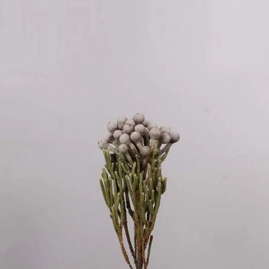 Silver Brunia - 60 Stem Bunch - PetalDriven