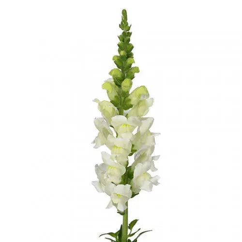 Snapdragon White – PetalDriven
