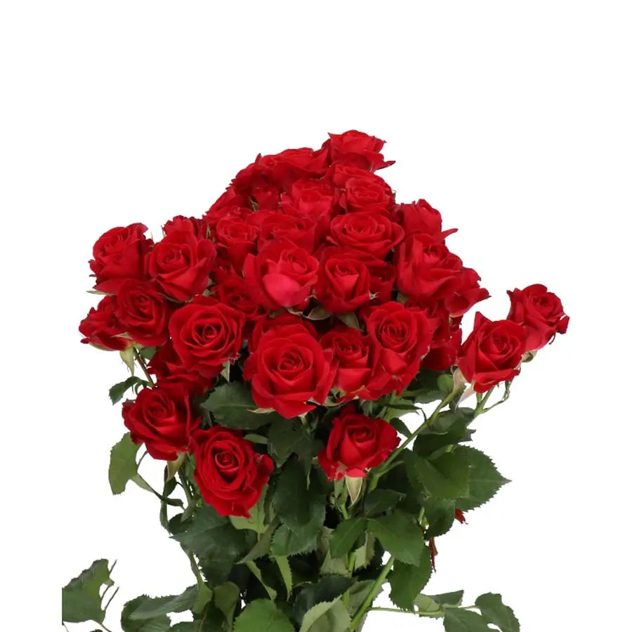 Spray Rose Dominica - 20 Stems – PetalDriven