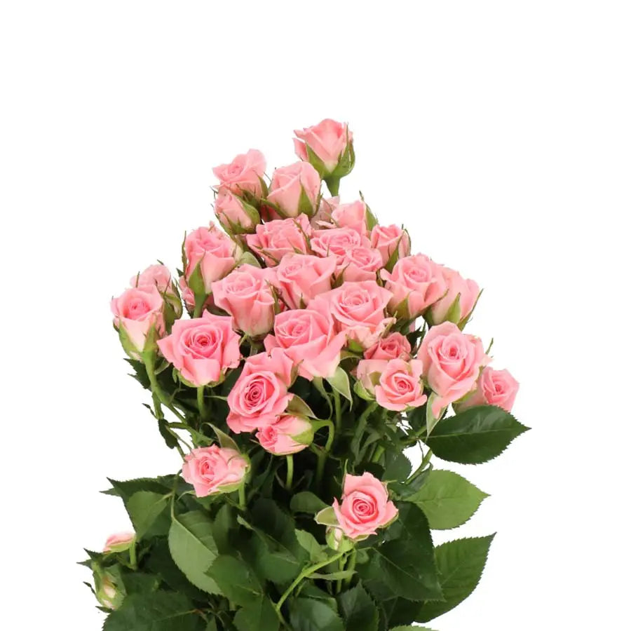 Spray Rose Odilia 50cm - PetalDriven