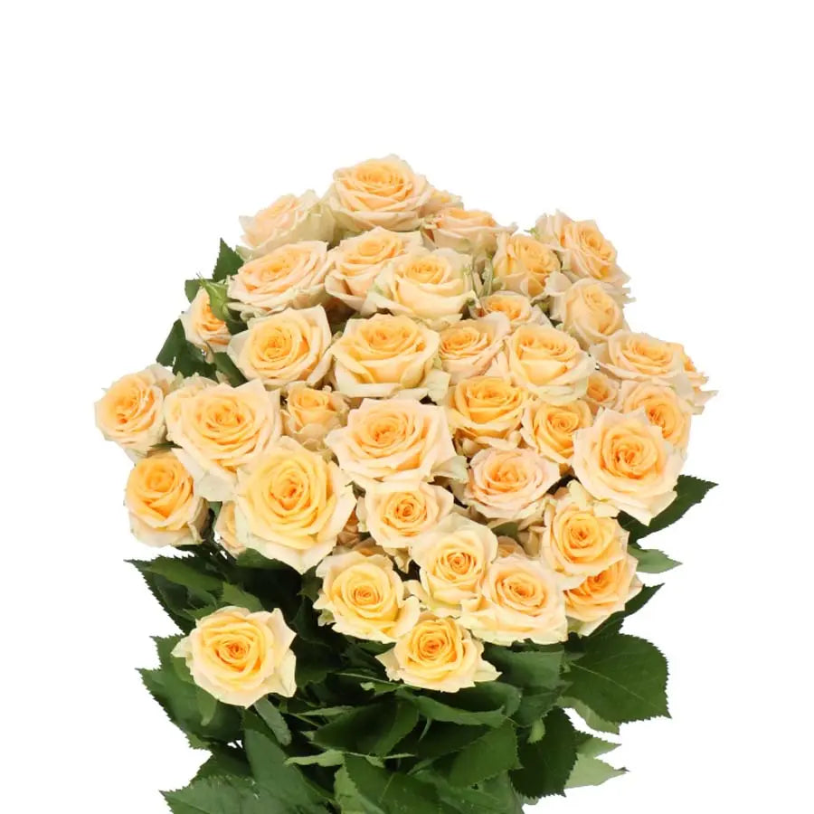 Spray Rose Trinity - 20 Stem Bunch - PetalDriven