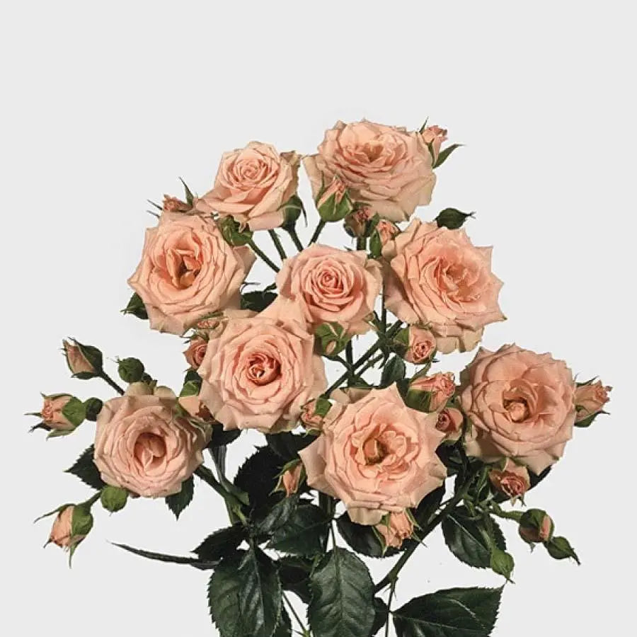 Spray Rose Lydia - 20 Stem Bunch - PetalDriven
