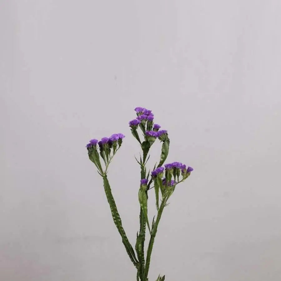 Statice Crystal Dark Blue - 25 Stem Bunch - PetalDriven