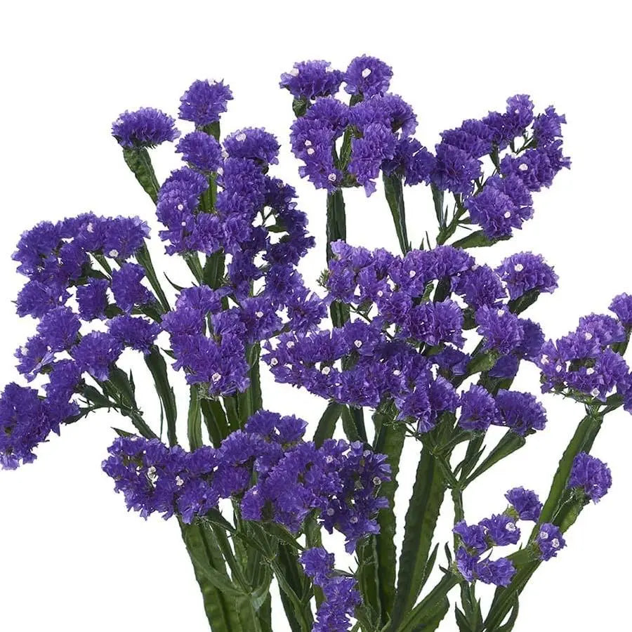 Statice Navy Sun Birds - 25 Stem Bunch - PetalDriven
