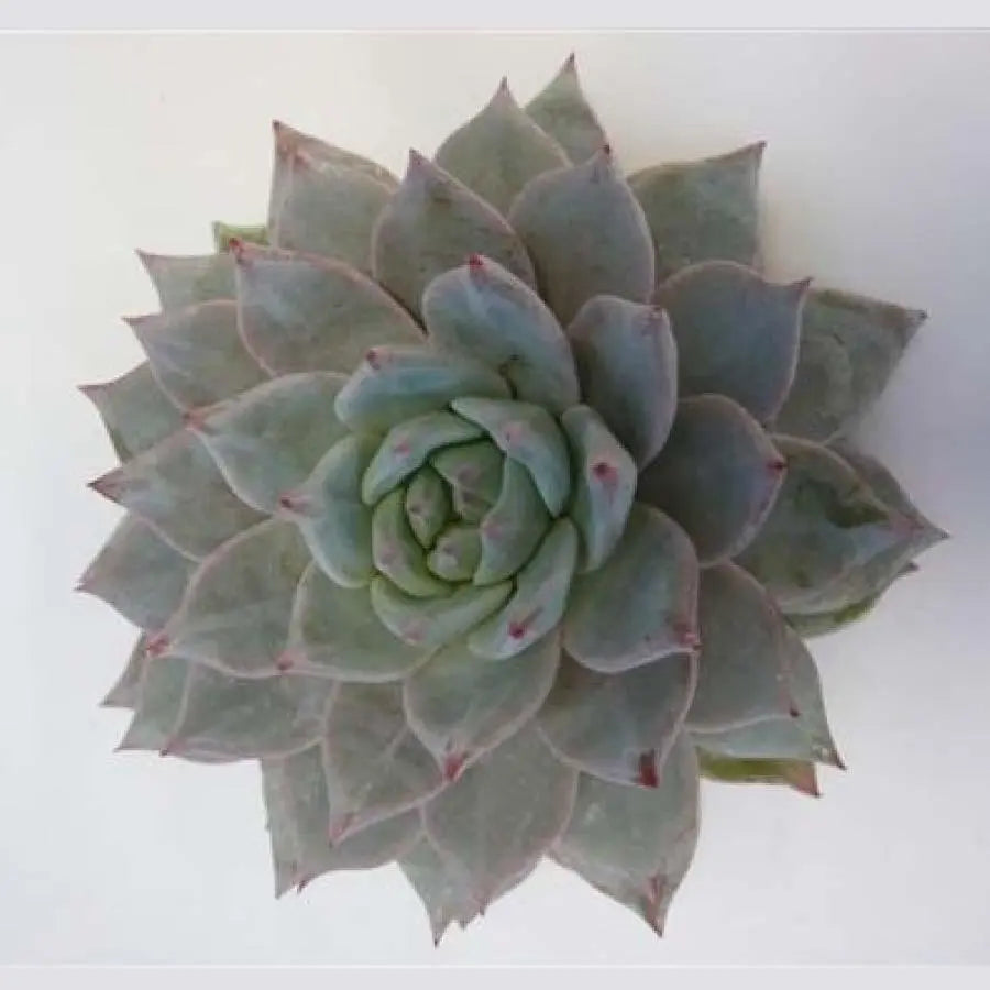 Succulent Colorata Special – PetalDriven