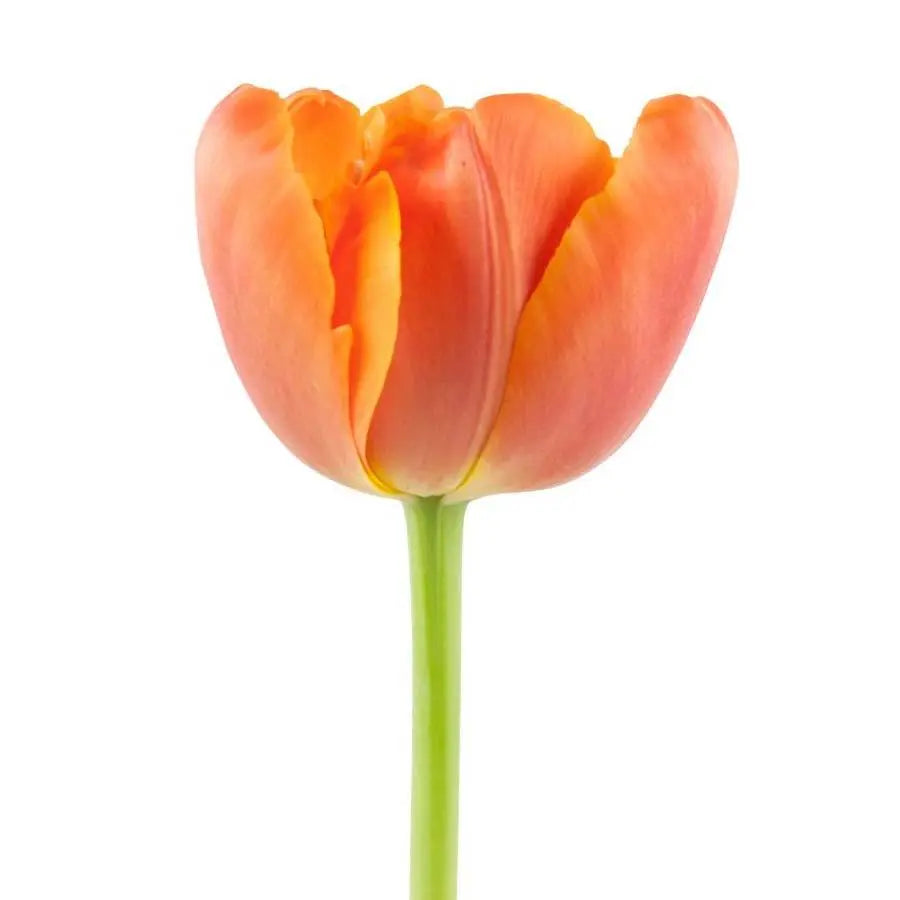 Tulip Double Icoon - 50 Stem Bunch - PetalDriven