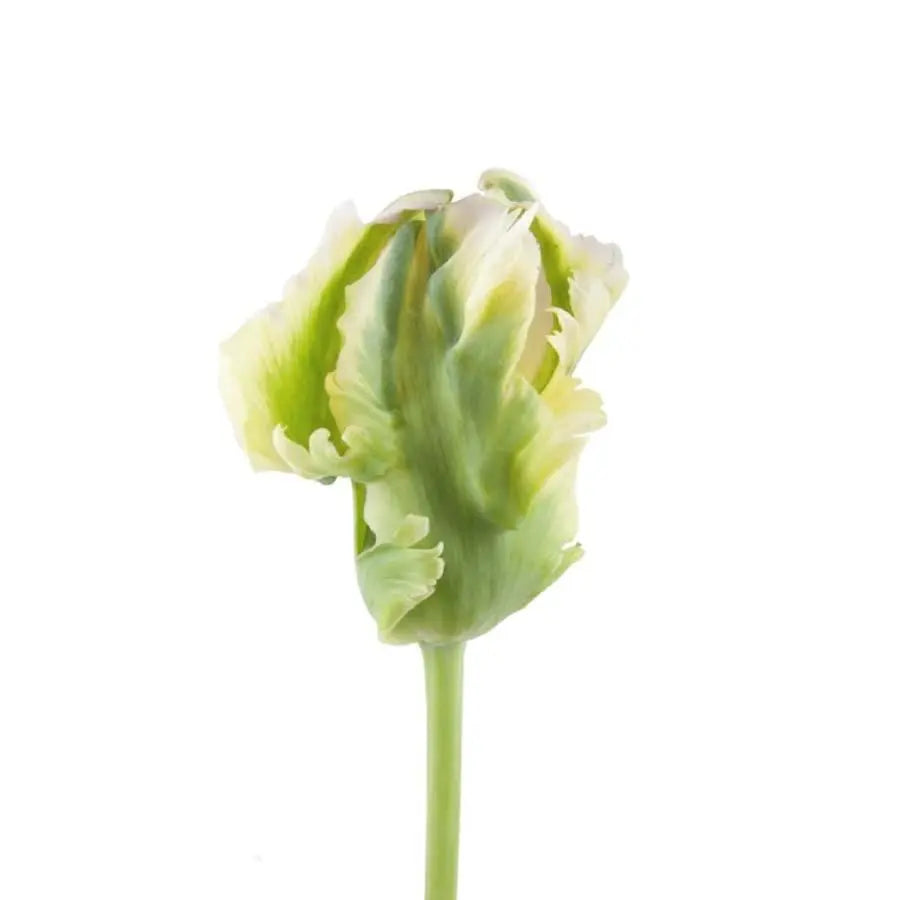 French Tulip Parrot Green Wave - 10 Stem Bunch - PetalDriven