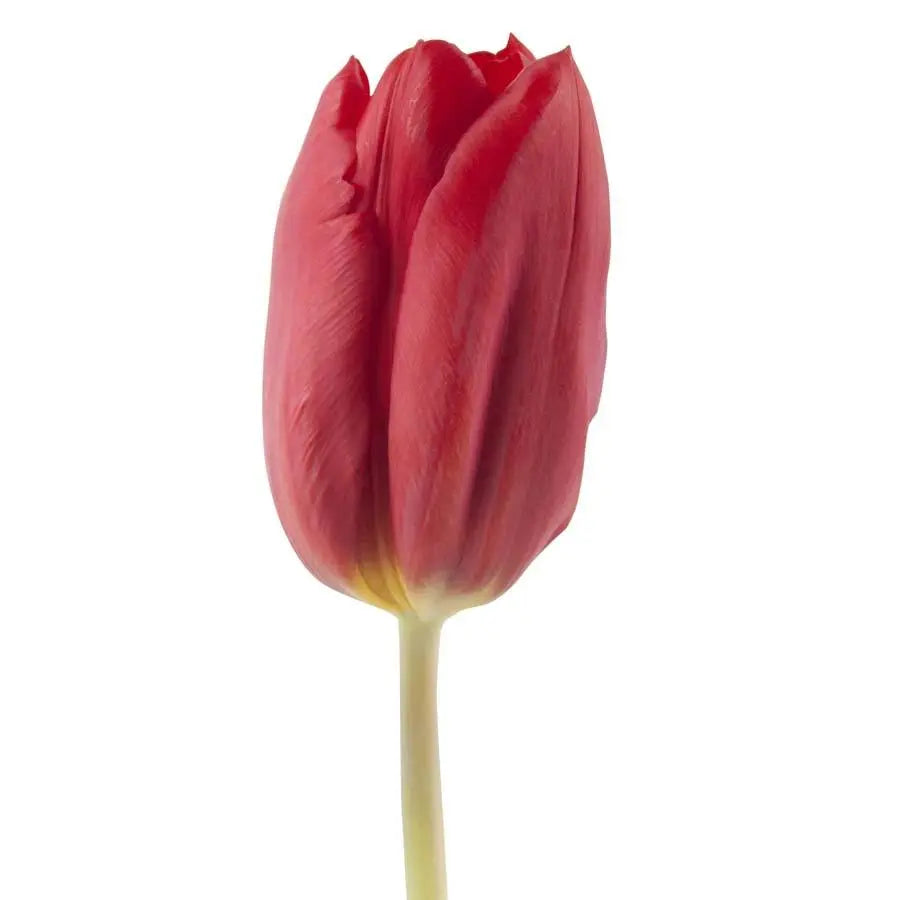 Tulips - PetalDriven