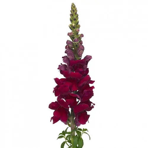 Snapdragon Red – PetalDriven